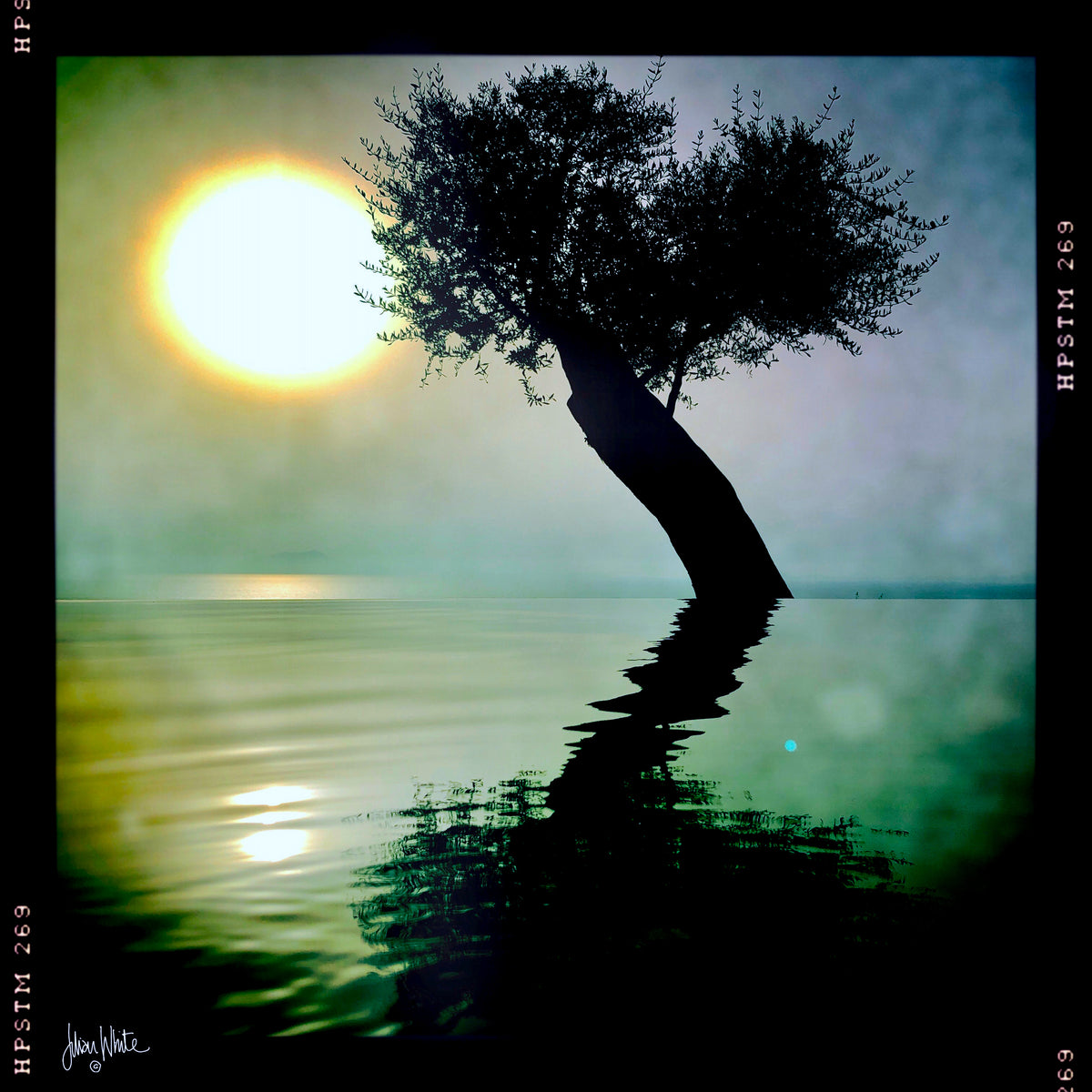 Reflected Tree and Sun – Julian White Art